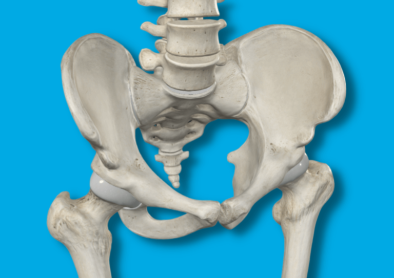 ️ Hueso Ganchoso | HUESOS CUERPO HUMANO