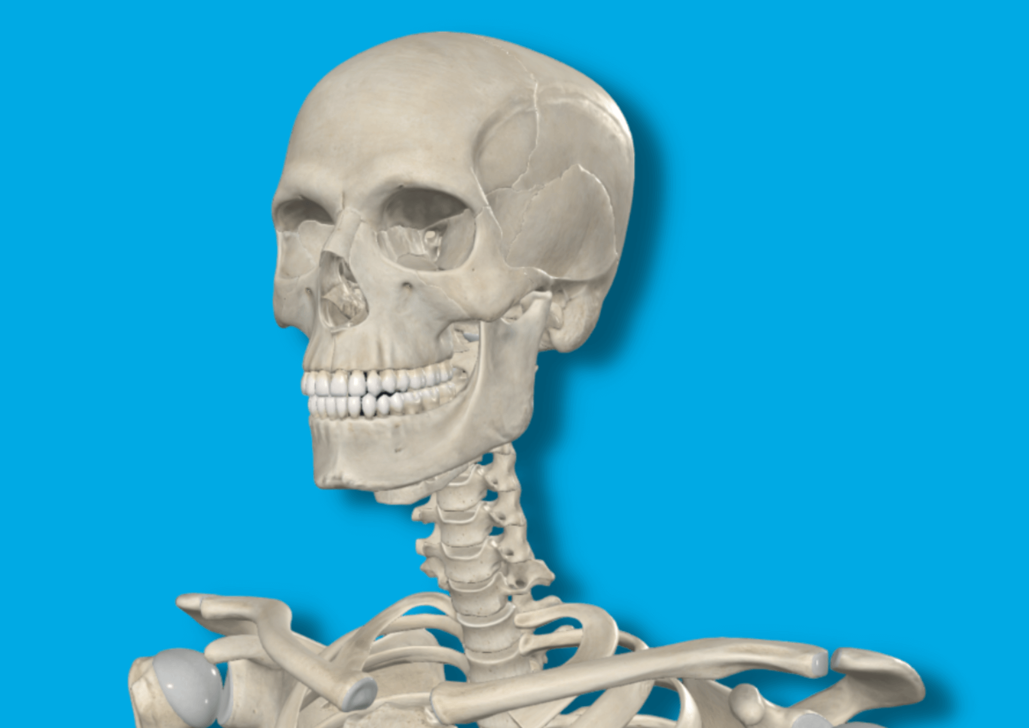 ️ Huesos de la pierna | HUESOS CUERPO HUMANO