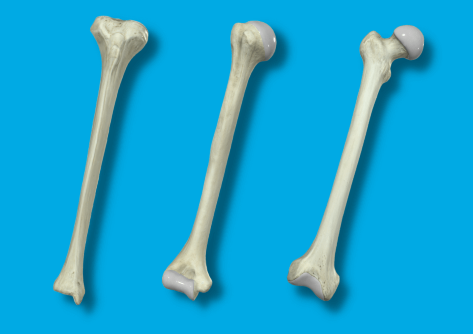 ️ Huesos planos | HUESOS CUERPO HUMANO