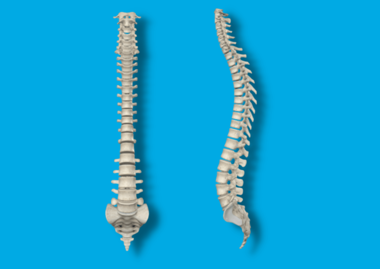 ️ Huesos irregulares | HUESOS CUERPO HUMANO