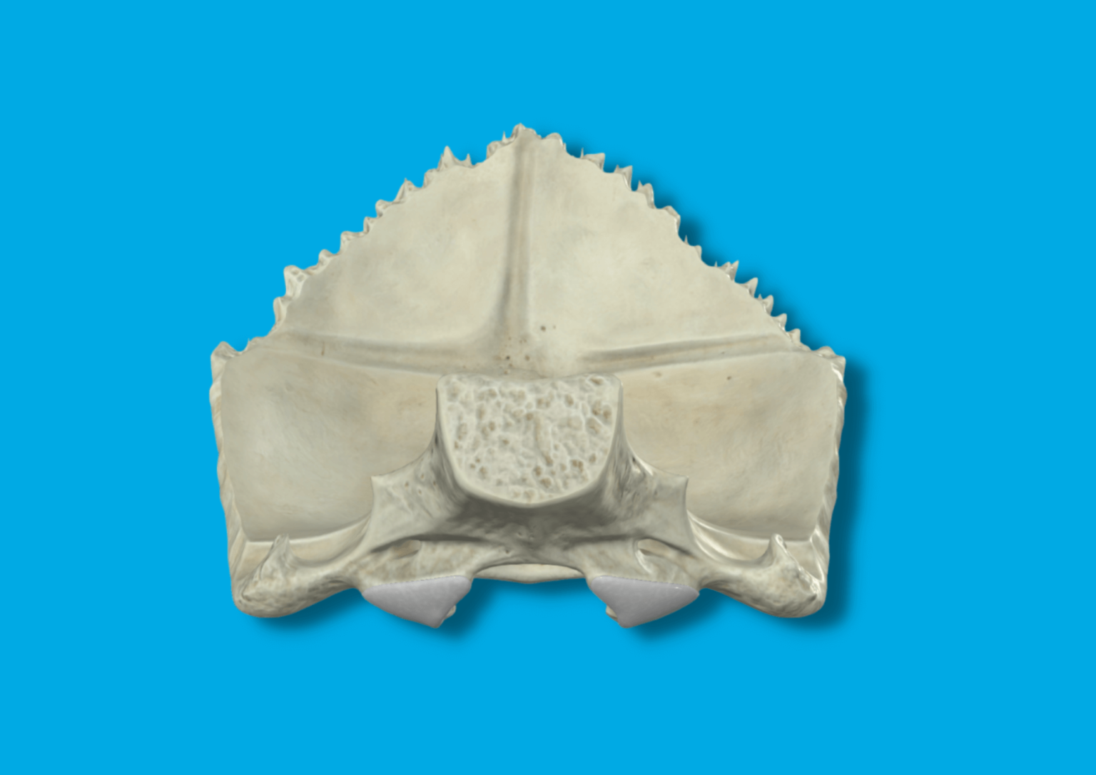 ️ Hueso Occipital | HUESOS CUERPO HUMANO