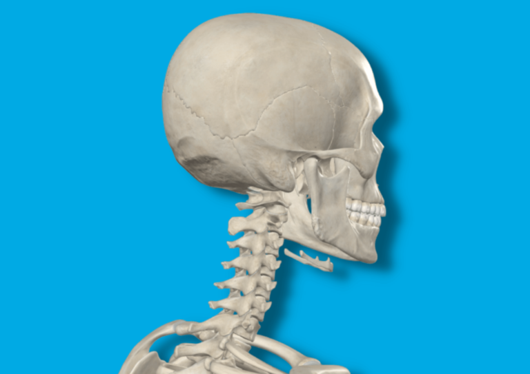 ️ Mandíbula | HUESOS CUERPO HUMANO