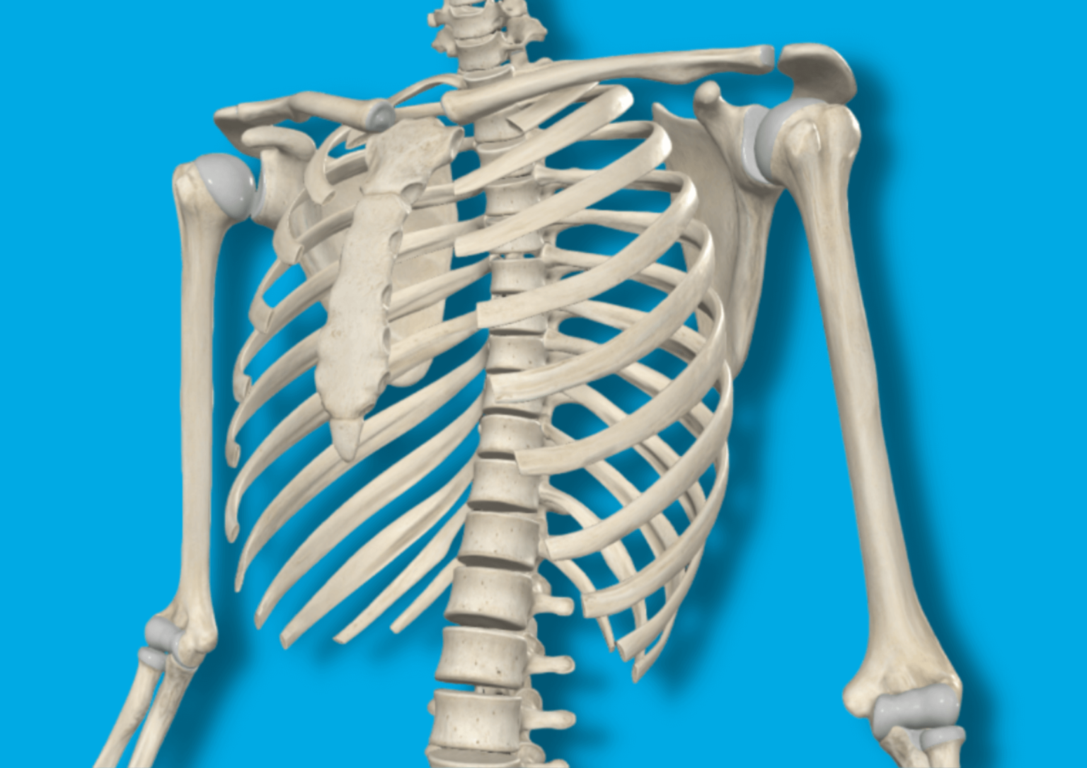 ️ Hueso Rótula | HUESOS CUERPO HUMANO