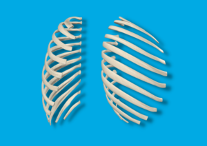 ️ Costillas del Cuerpo Humano | HUESOS CUERPO HUMANO