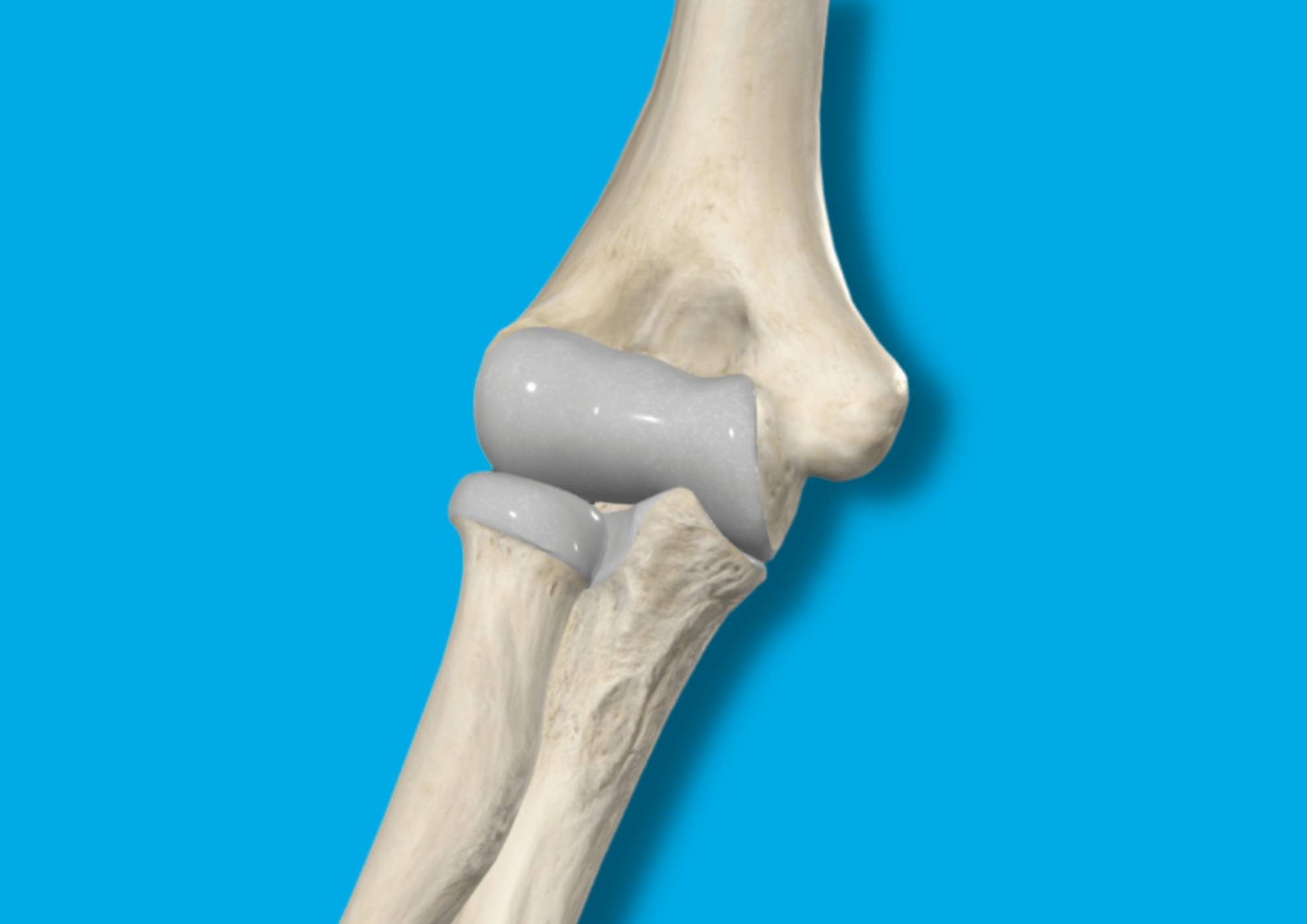 ️ Huesos del Cuerpo Humano | TODOS los huesos del esqueleto
