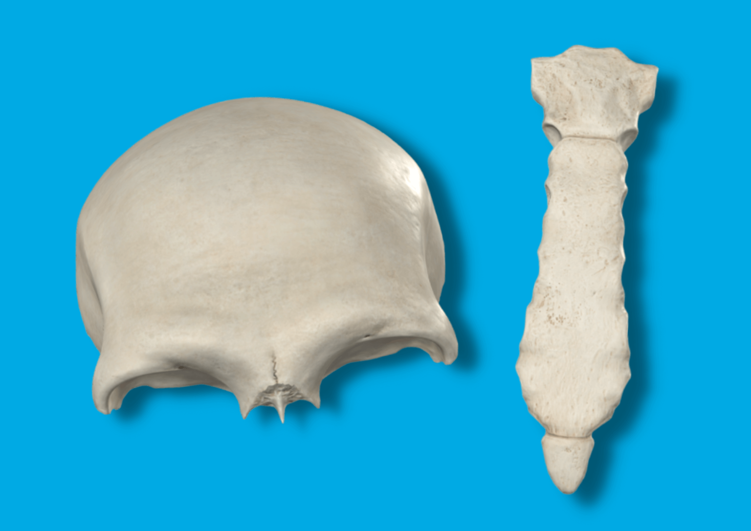 ️ Huesos irregulares | HUESOS CUERPO HUMANO