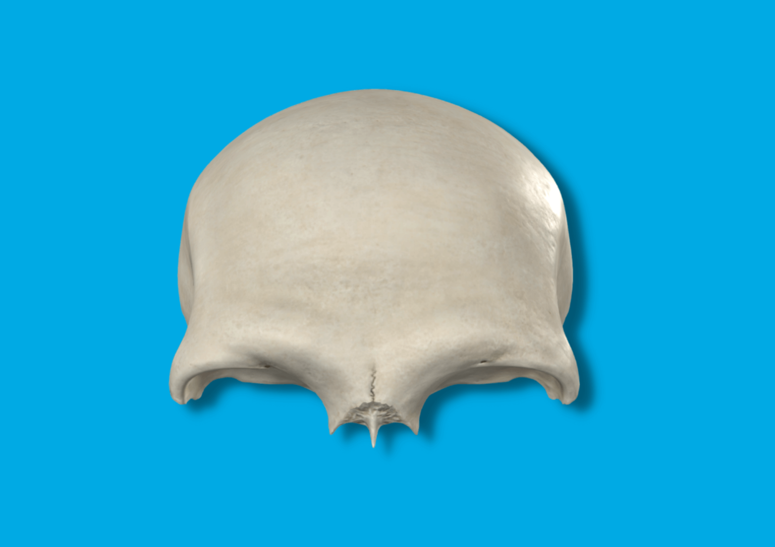 ️ Hueso Nasal | HUESOS CUERPO HUMANO