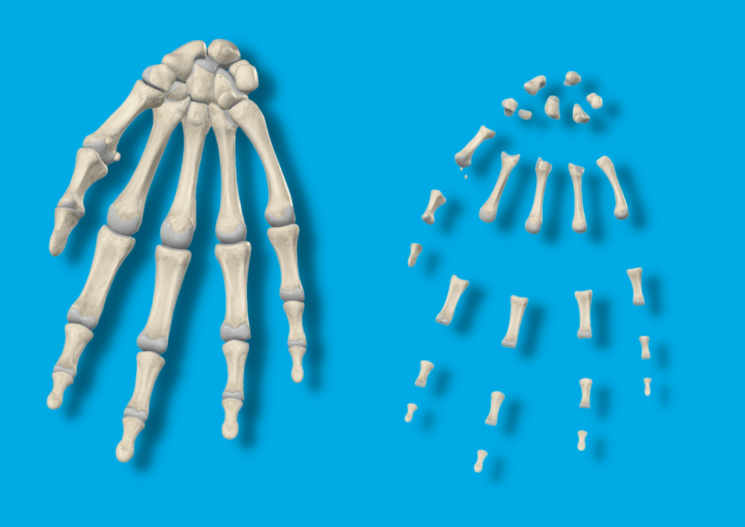 ️ Falanges de la mano | HUESOS CUERPO HUMANO