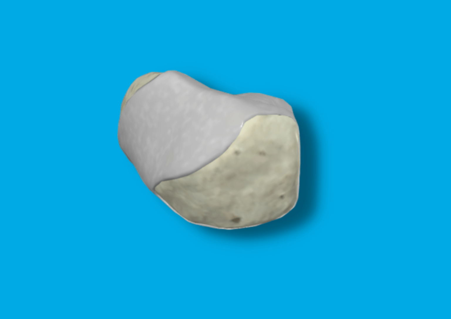 ️ Hueso Trapezoide | HUESOS CUERPO HUMANO