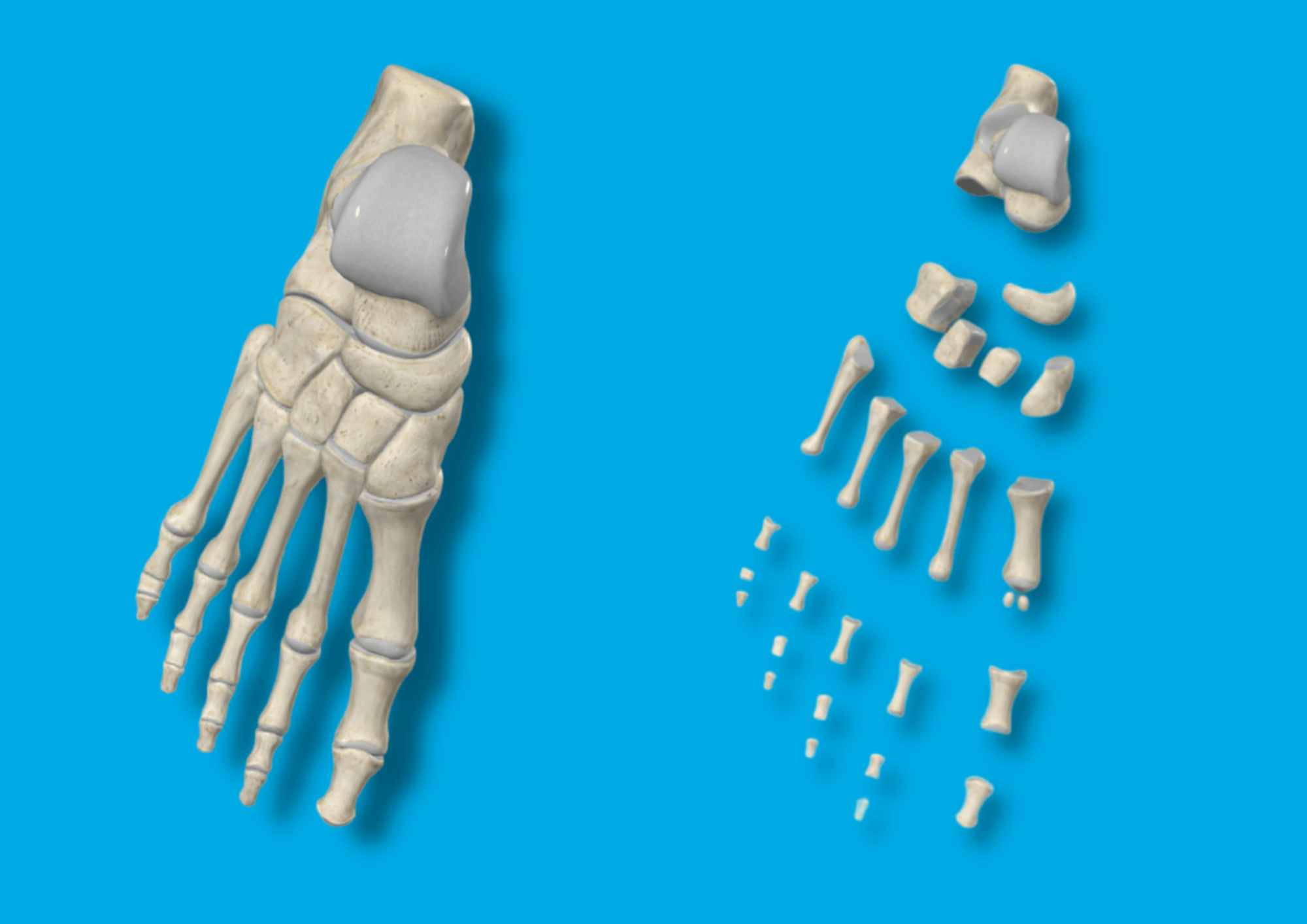 ️ ¿Qué es un hueso? | HUESOS CUERPO HUMANO