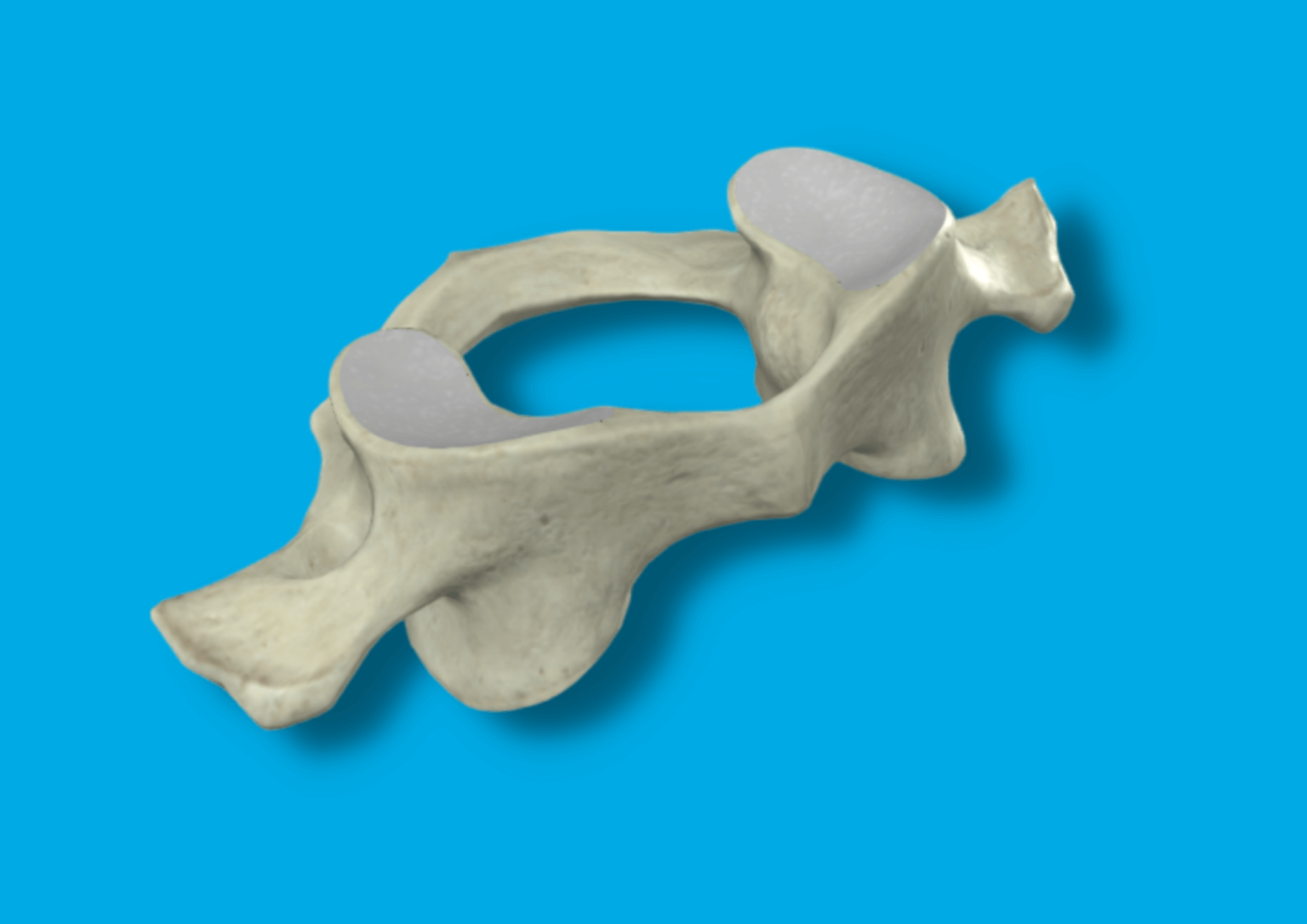 ️ Huesos irregulares | HUESOS CUERPO HUMANO