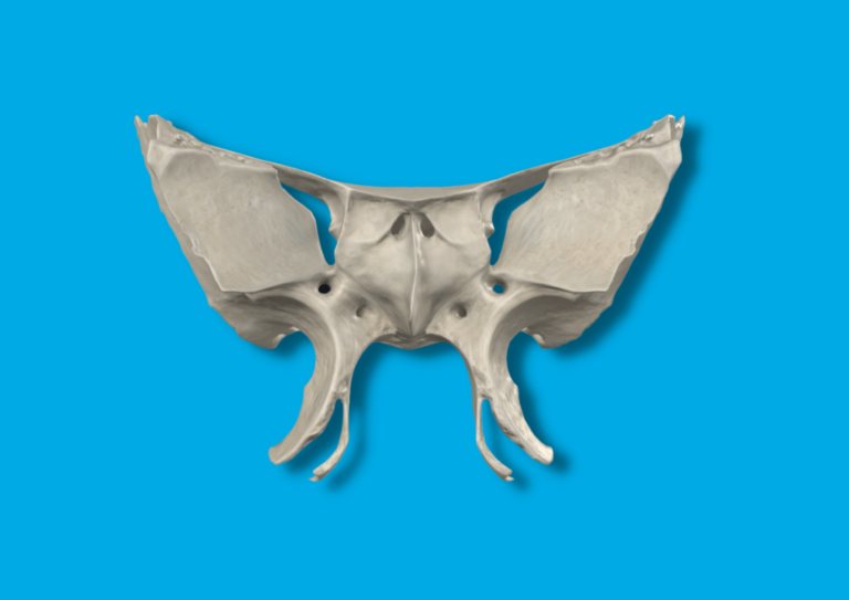 ️ Hueso Maxilar | HUESOS CUERPO HUMANO