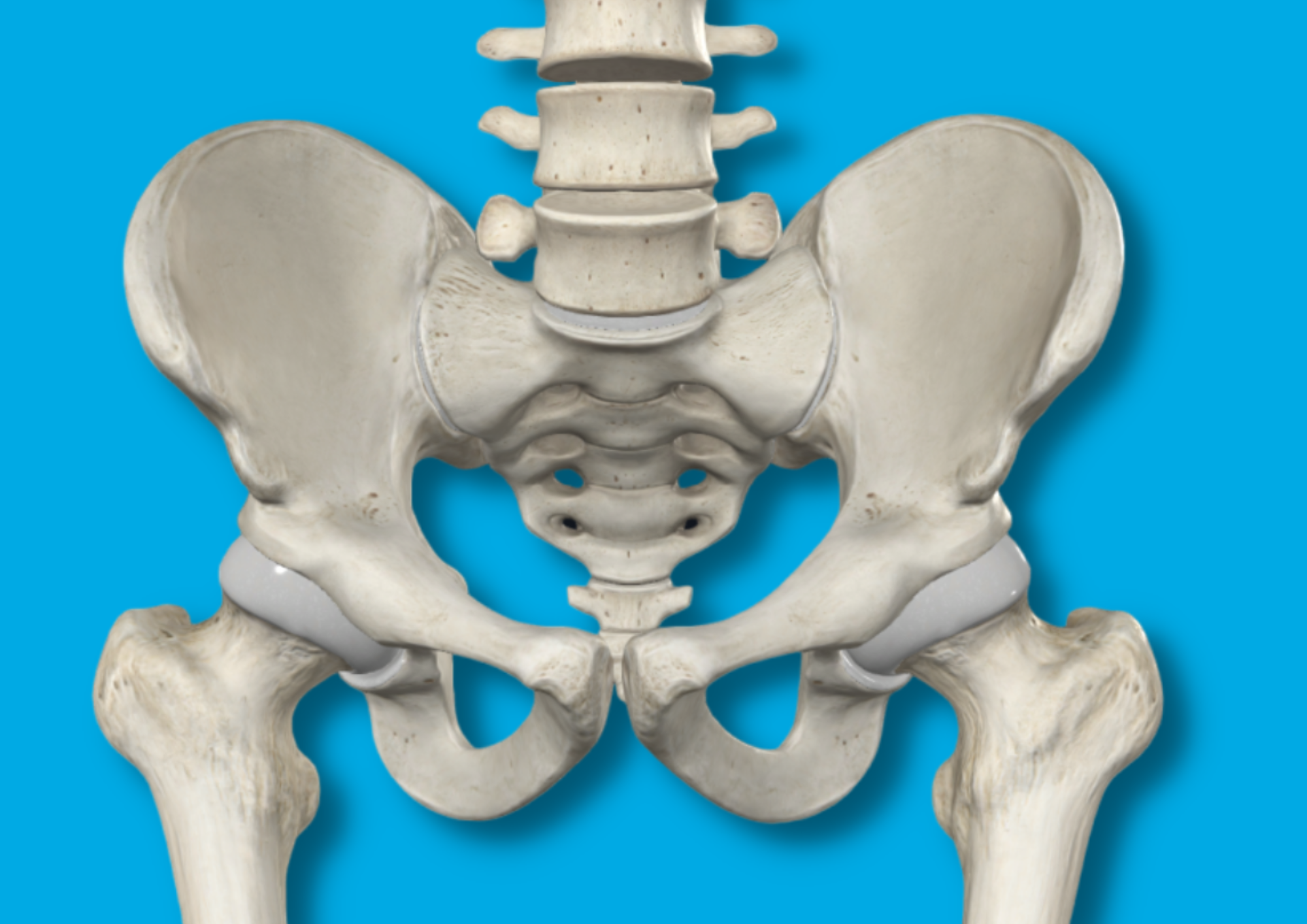 🦴 Articulaciones de la cadera | HUESOS CUERPO HUMANO