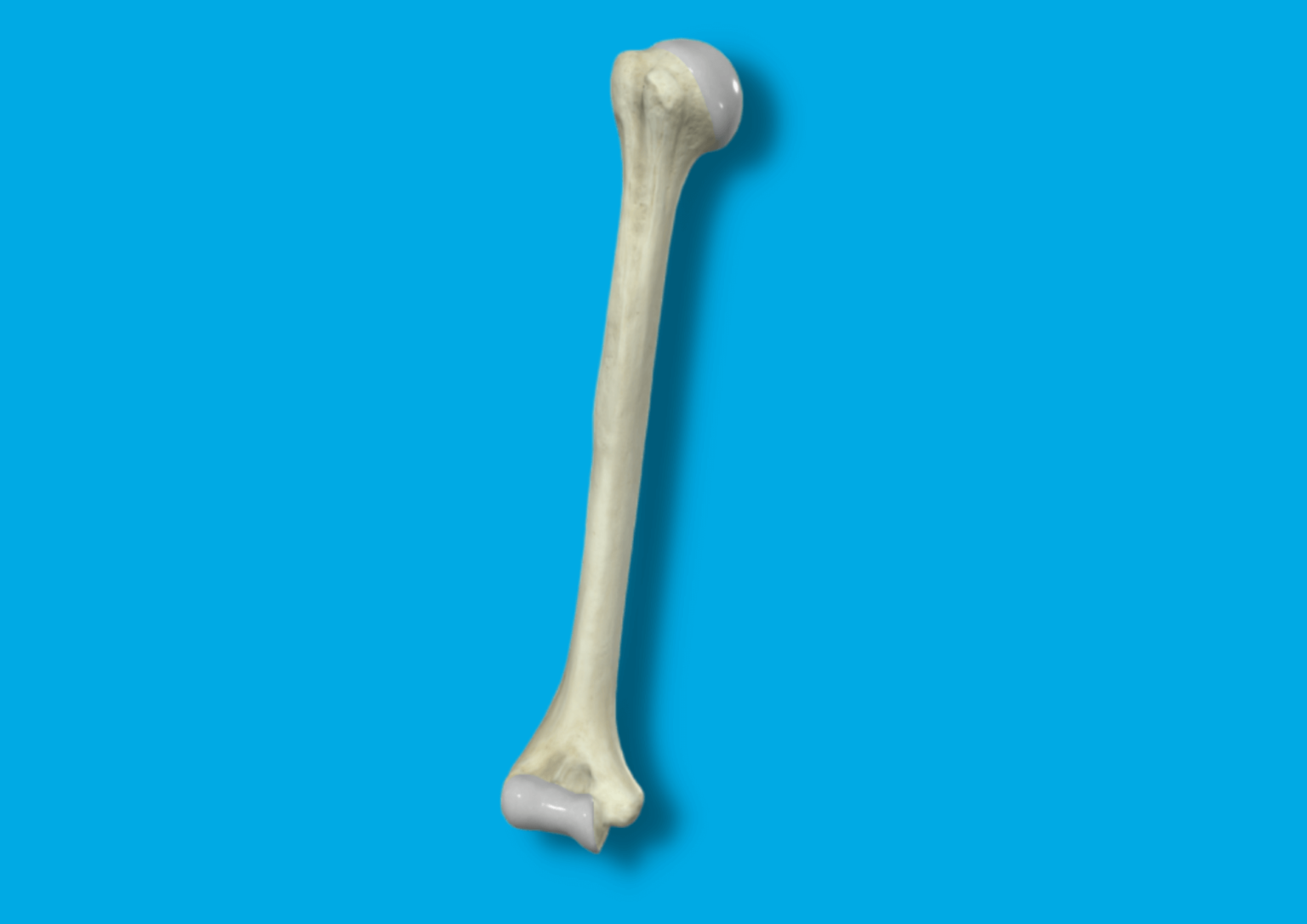 ️ Hueso Húmero | HUESOS CUERPO HUMANO