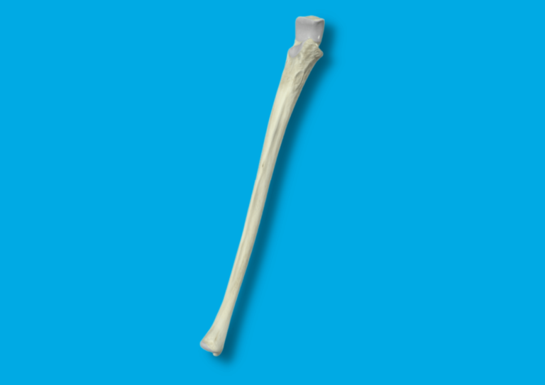 ️ Hueso Cúbito | HUESOS CUERPO HUMANO