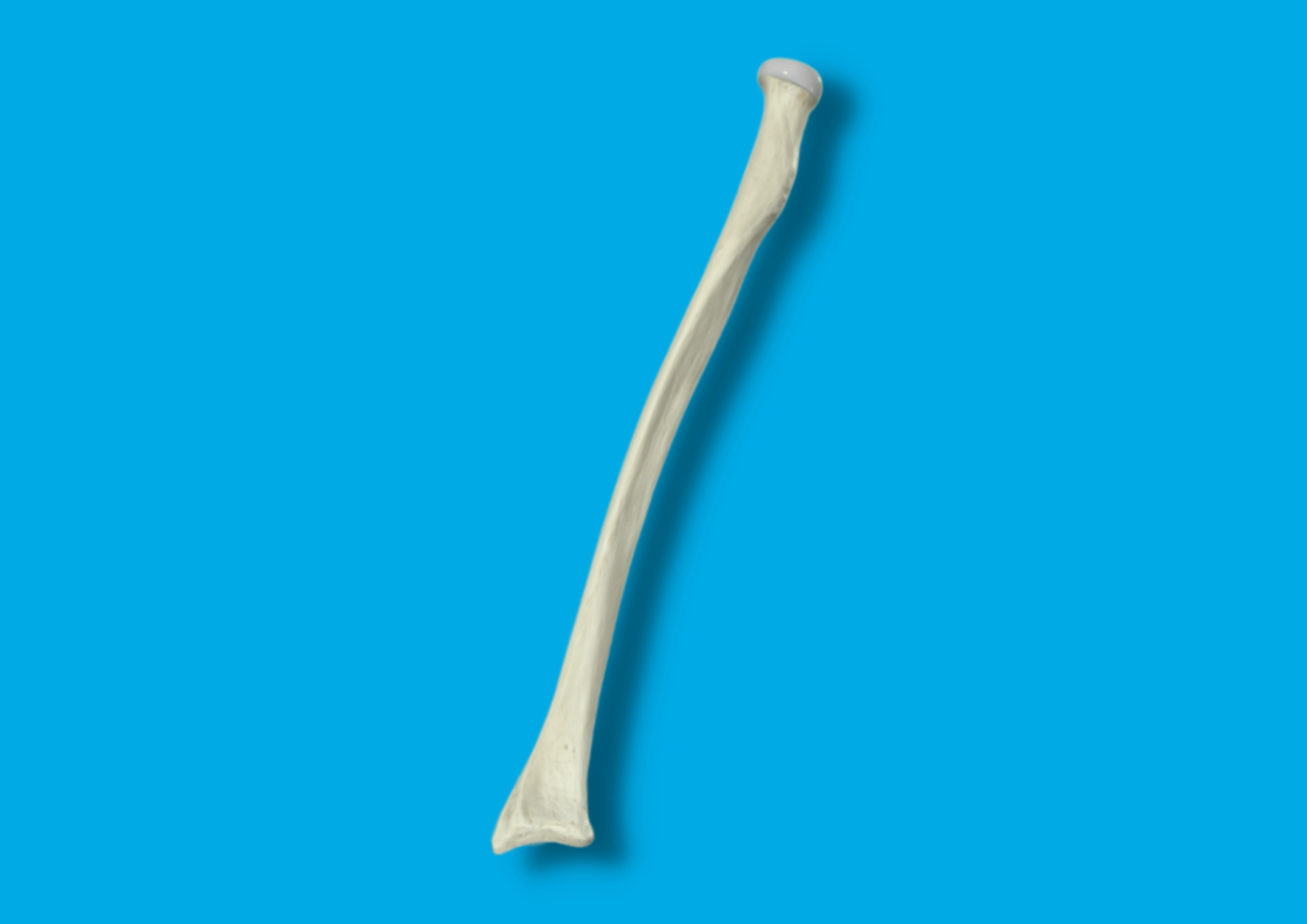 ️ Hueso Cúbito | HUESOS CUERPO HUMANO