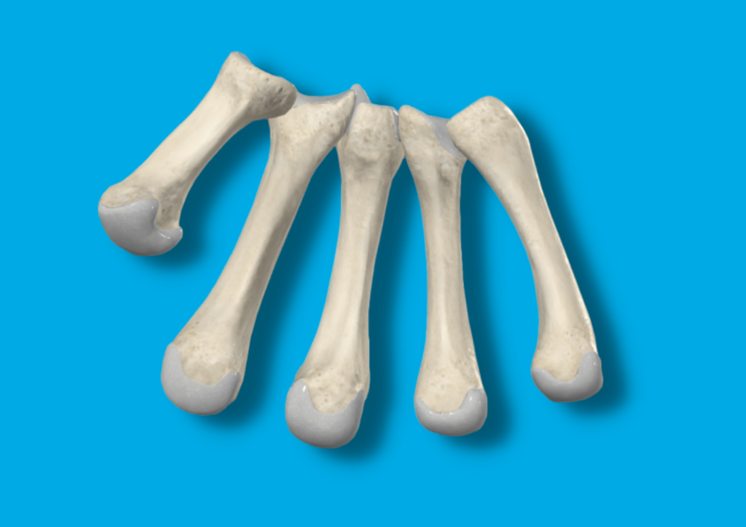 ️ Hueso Ganchoso | HUESOS CUERPO HUMANO