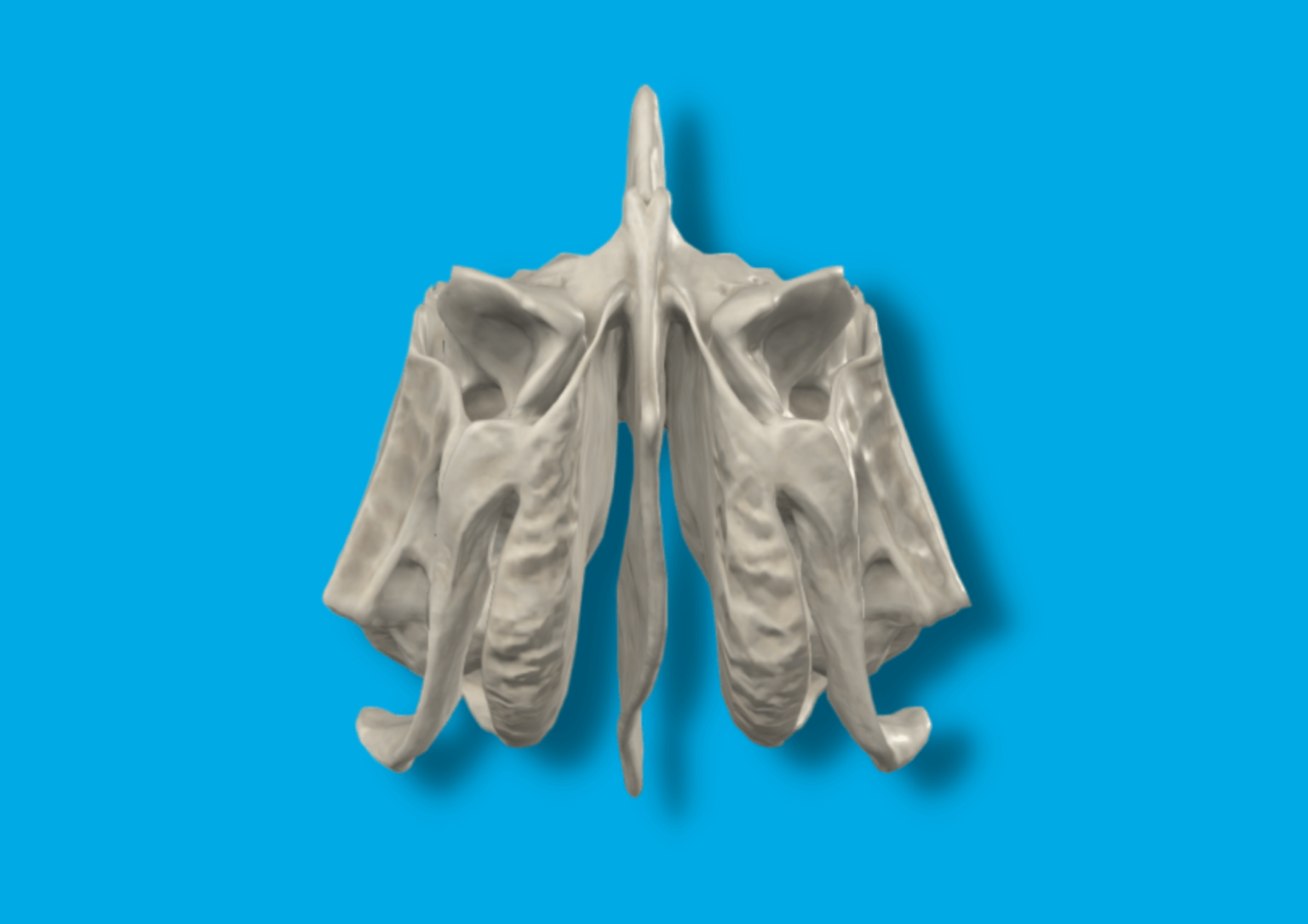 ️ Cornete nasal inferior | HUESOS CUERPO HUMANO