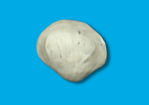 ️ Hueso Rótula | HUESOS CUERPO HUMANO