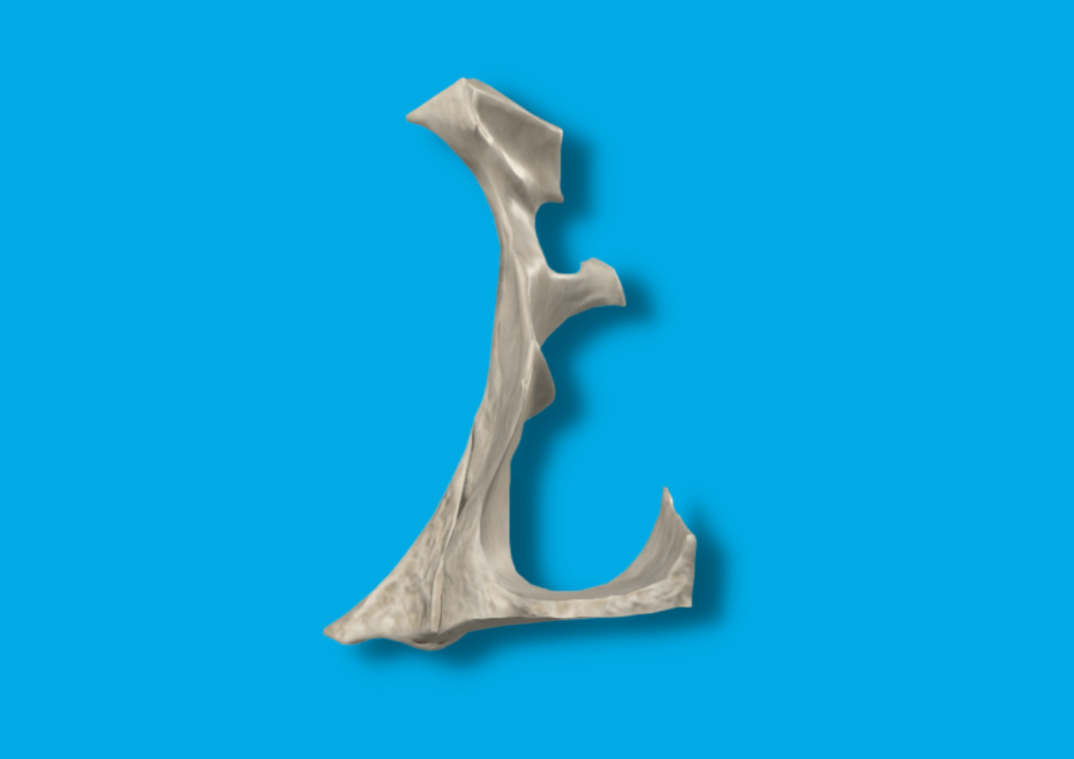 ️ Hueso Palatino | HUESOS CUERPO HUMANO