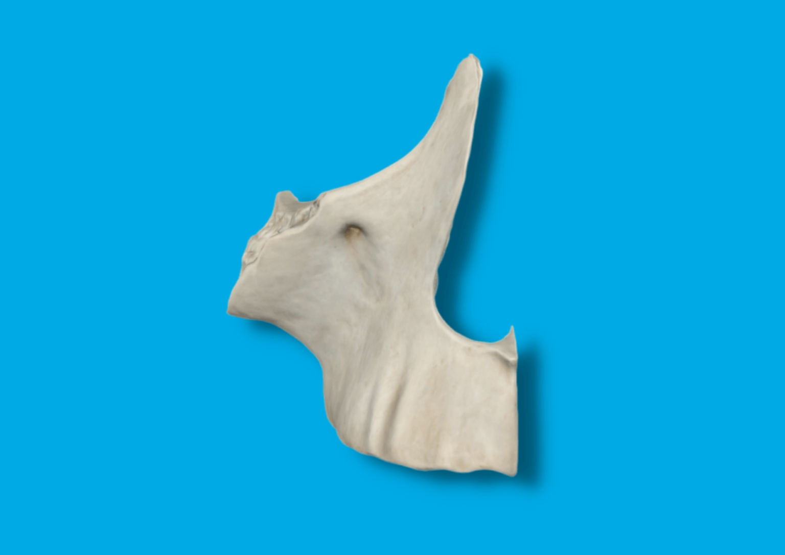 ️ Hueso Temporal | HUESOS CUERPO HUMANO